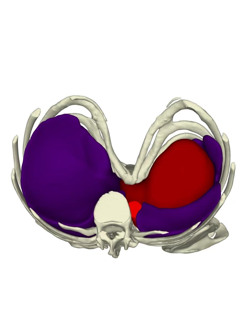 Understanding the Relationship Between Pectus Excavatum and ...